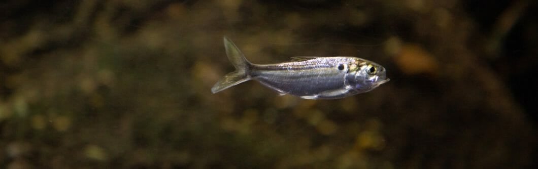 Threadfin Shad - Georgia Aquarium