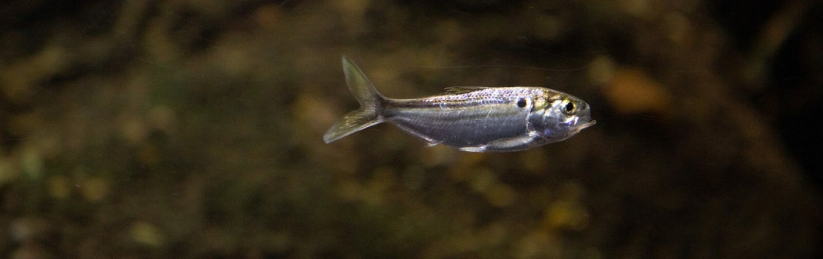 Threadfin Shad - Georgia Aquarium