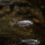Threadfin Shad - Georgia Aquarium