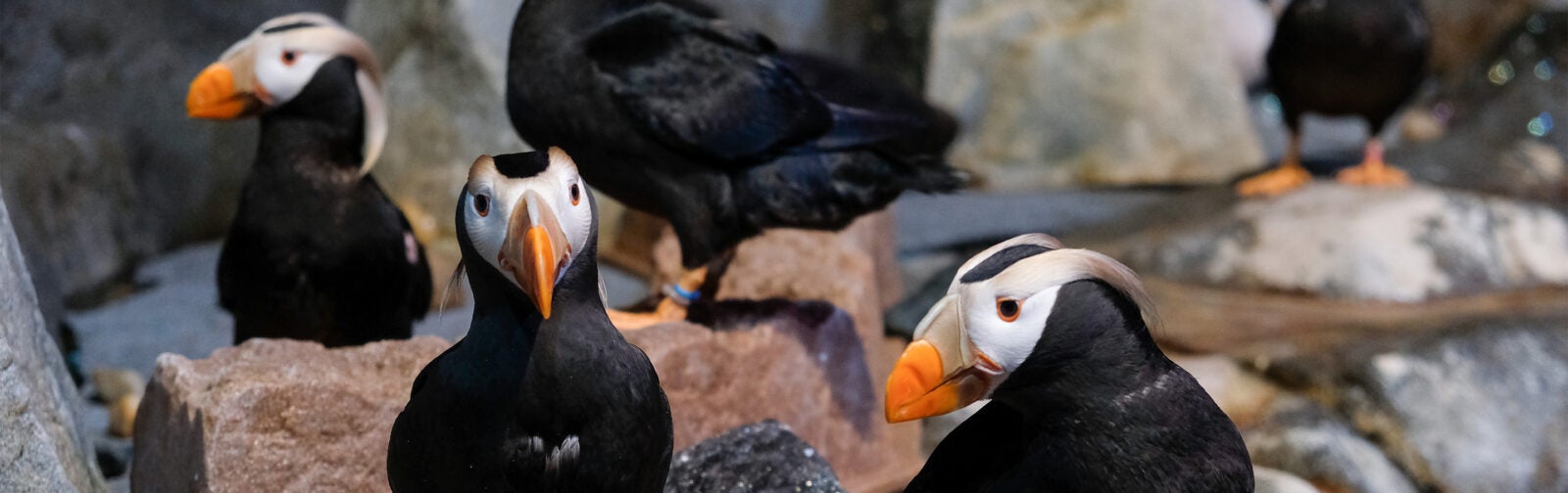 Tufted Puffin - Georgia Aquarium