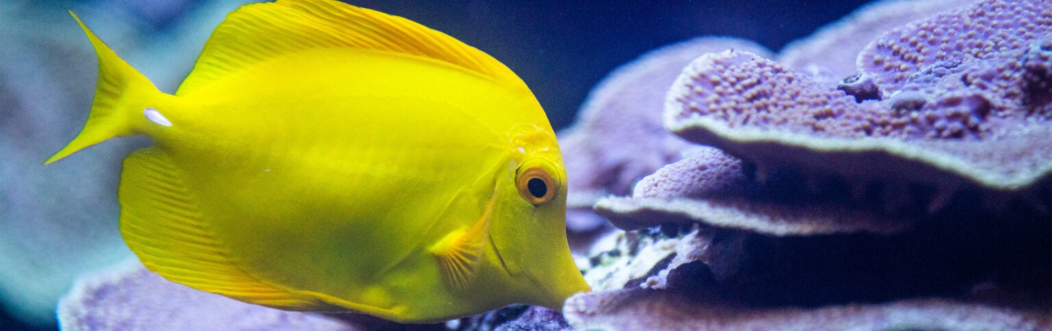 Yellow Tang - Georgia Aquarium