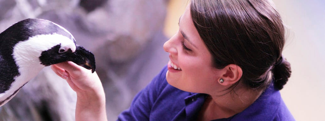 African Penguin Research & Conservation | Georgia Aquarium