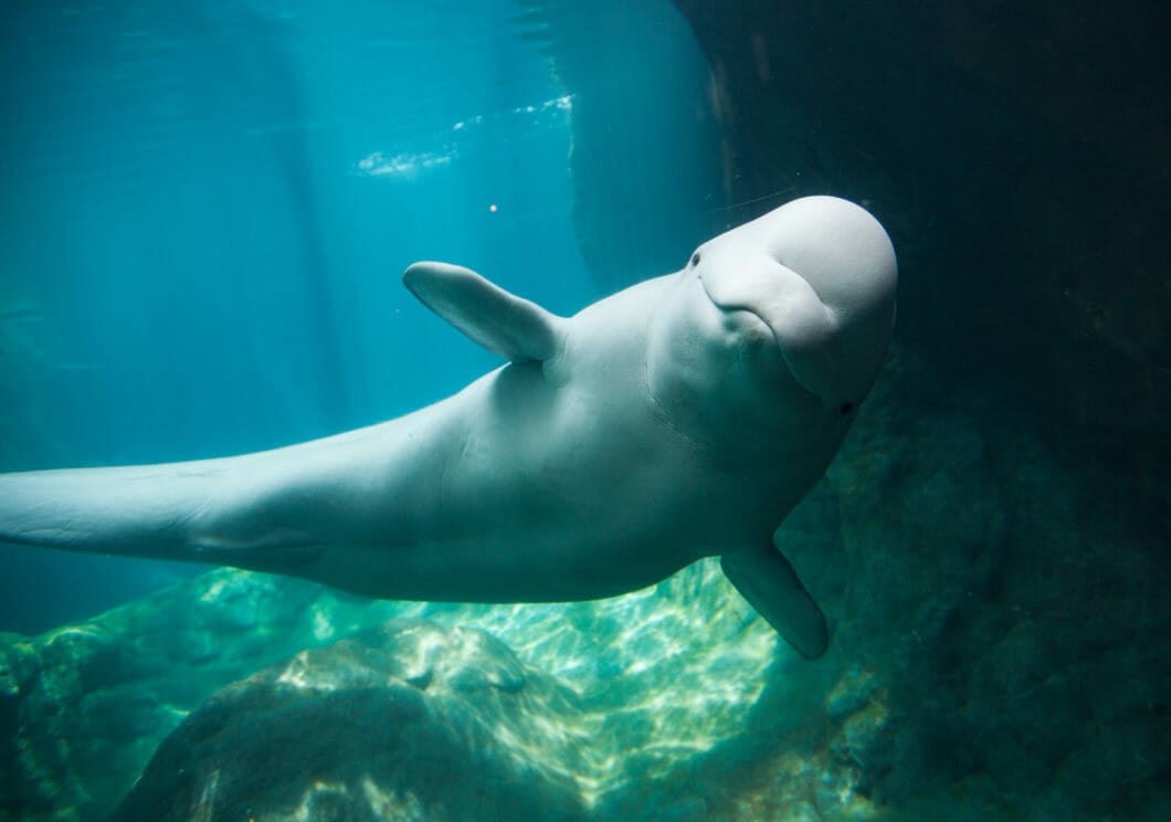 Beluga Whale Research & Conservation | Georgia Aquarium
