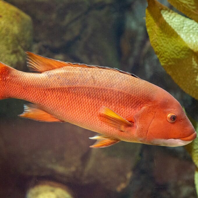 California Sheephead - Georgia Aquarium