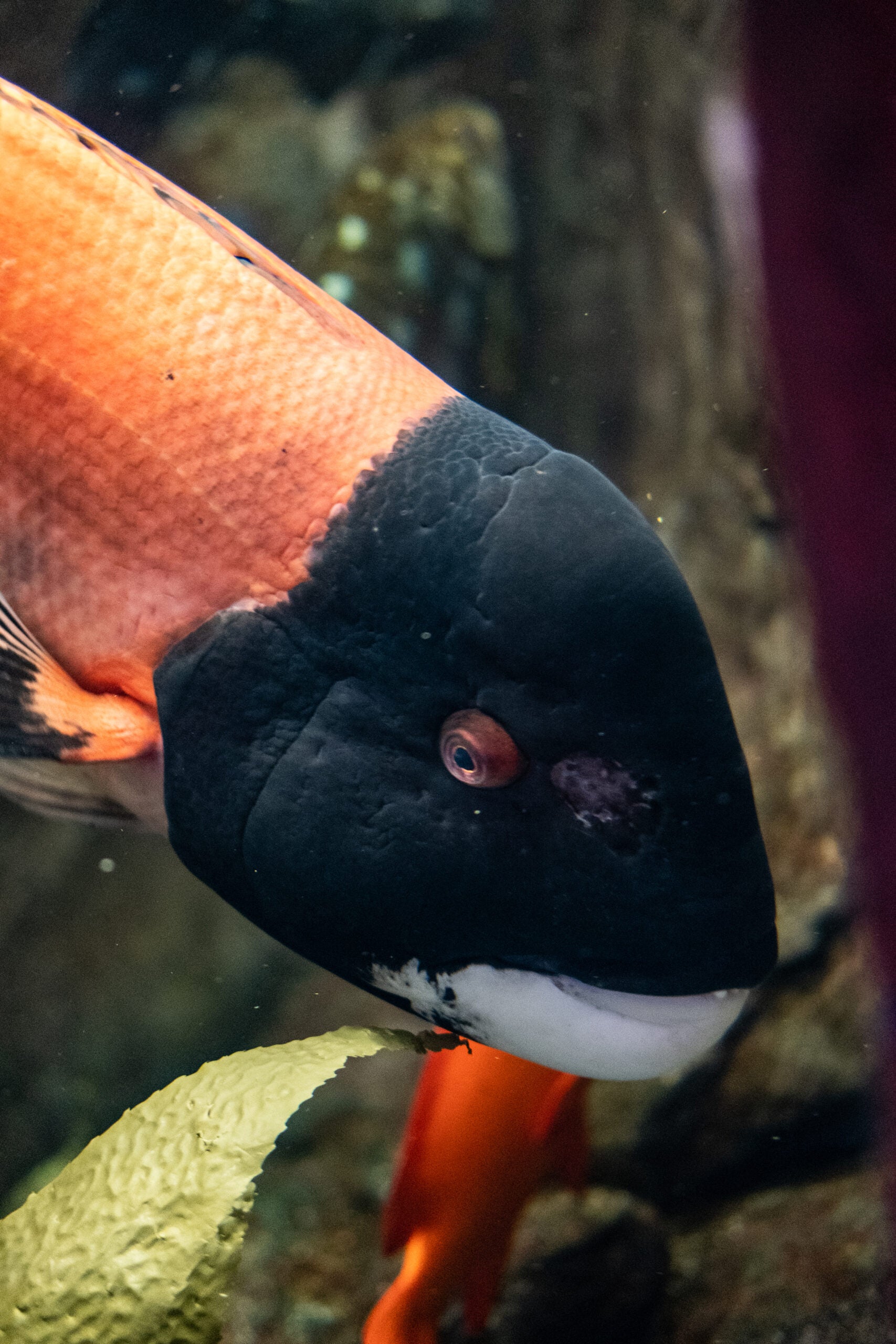 California Sheephead - Georgia Aquarium