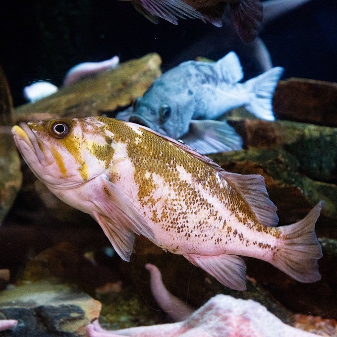 Underwater Puffin Webcam | Georgia Aquarium | Cold Water Quest Gallery
