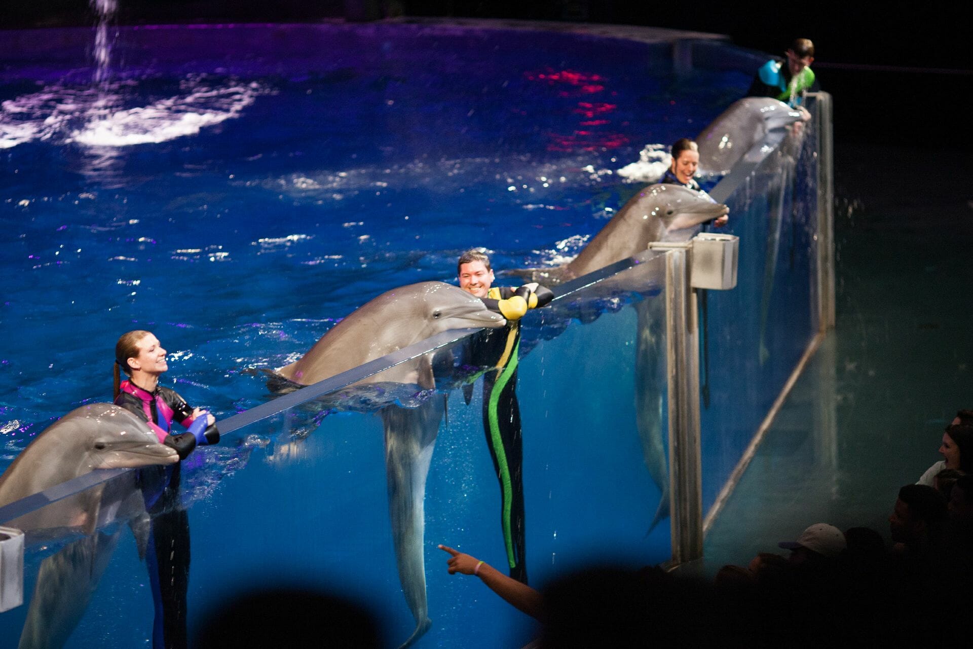 Dolphin Presentation - Georgia Aquarium