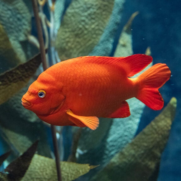 Garibaldi - Georgia Aquarium