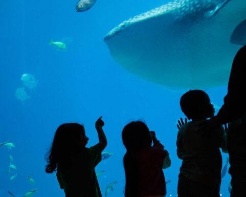 Georgia Aquarium General Admission Education | Georgia Aquarium