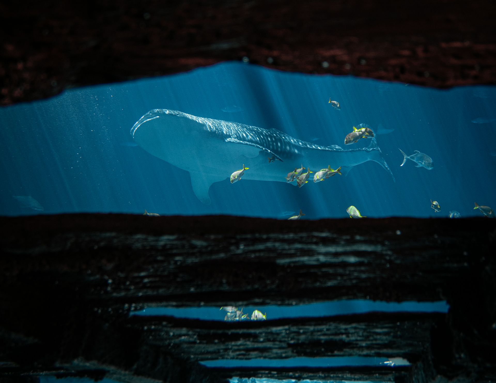 Dive with Gentle Giants Encounter & Experience | Georgia Aquarium