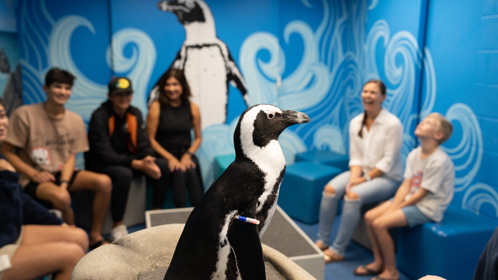 Penguin Animal Encounter & Experience | Georgia Aquarium