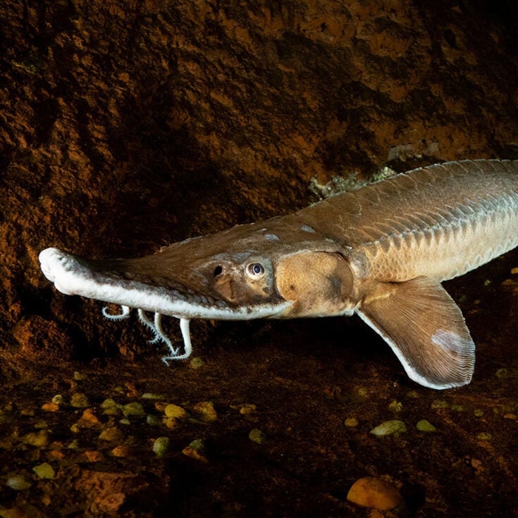 Shovelnose Sturgeon - Georgia Aquarium