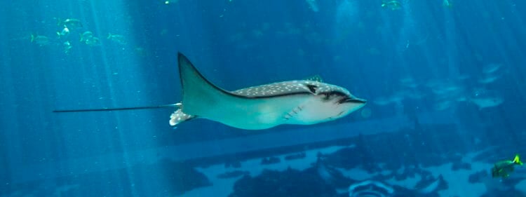 Sharks & Rays Research - Georgia Aquarium