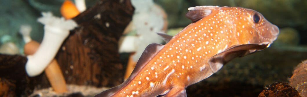 Spotted Ratfish - Georgia Aquarium