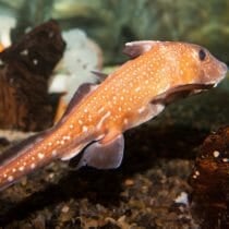 Spotted Ratfish - Georgia Aquarium