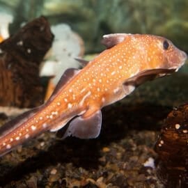 Spotted Ratfish - Georgia Aquarium