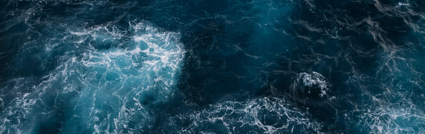 Giant Grouper - Georgia Aquarium