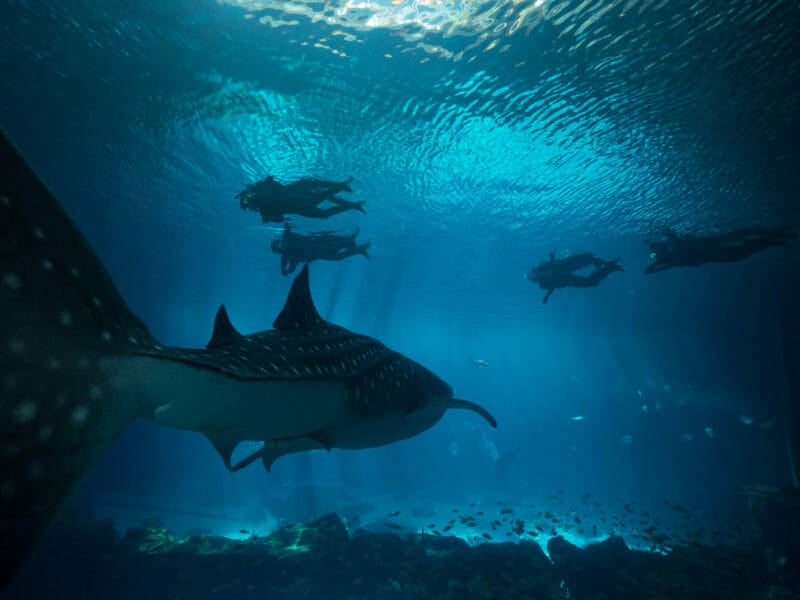 Journey with Gentle Giants — Swim - Georgia Aquarium