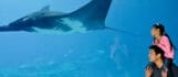 Georgia Aquarium in Downtown Atlanta | Georgia Aquarium | Visit Today