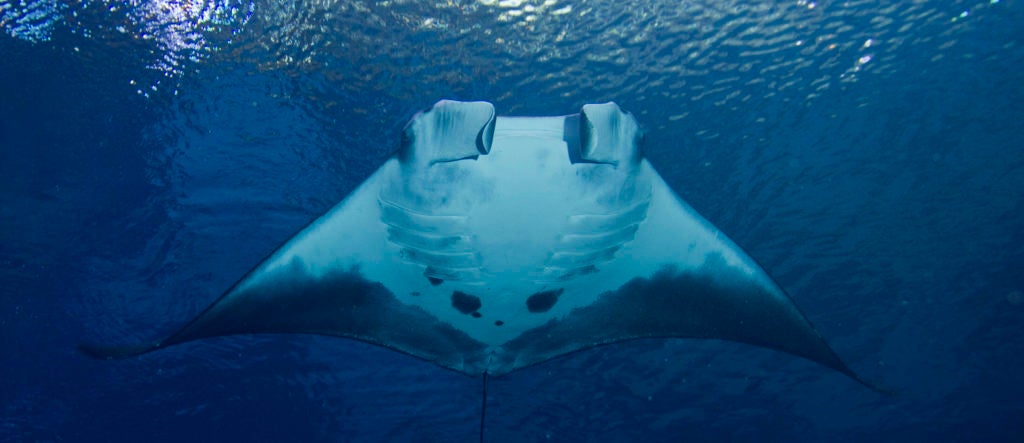 International Tours - Georgia Aquarium