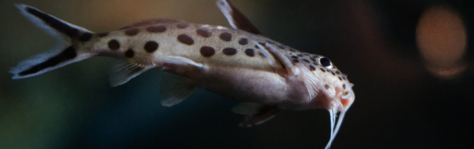 Cuckoo Catfish - Georgia Aquarium