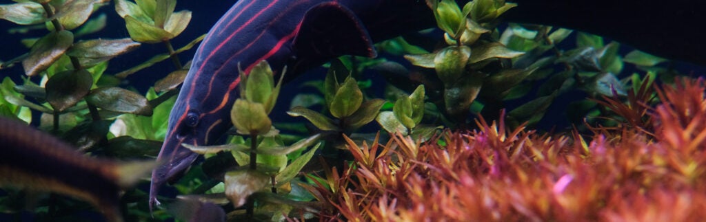 Fire Eel - Georgia Aquarium