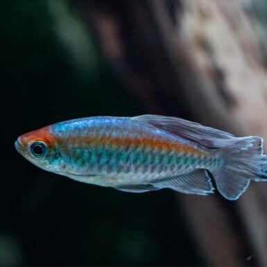 Congo Tetra - Georgia Aquarium