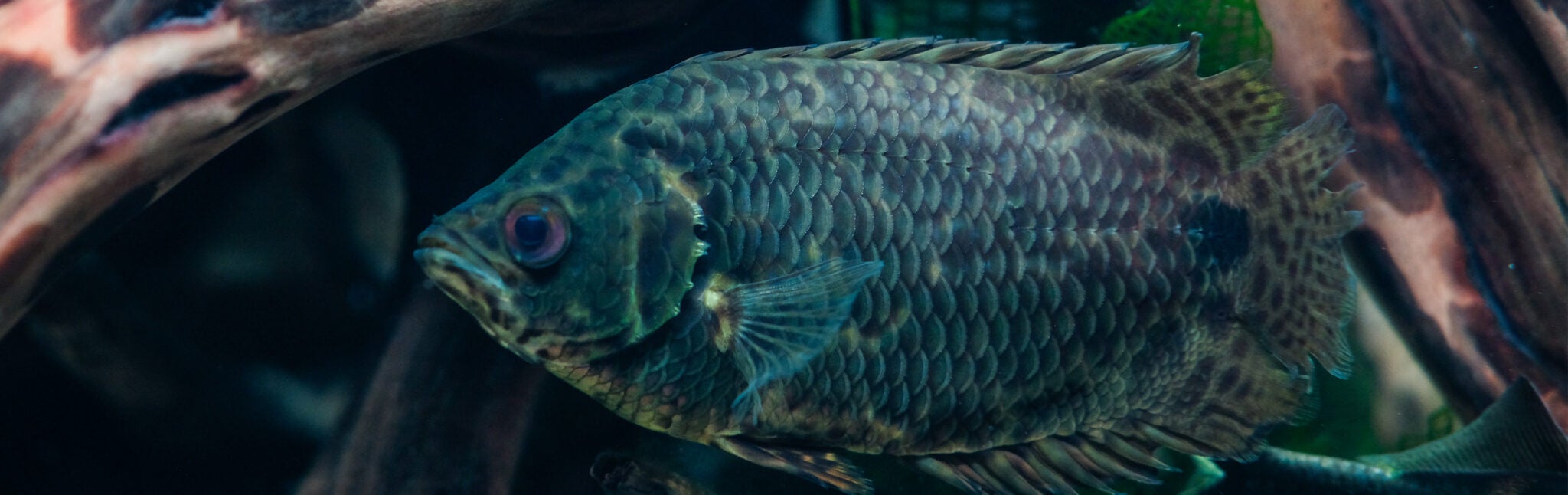 Leopard Bushfish - Georgia Aquarium