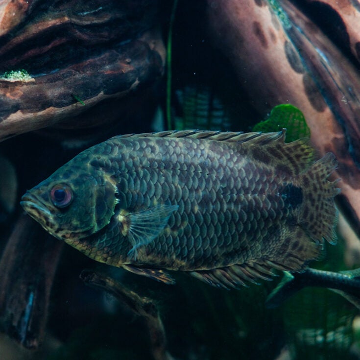 Leopard Bushfish - Georgia Aquarium