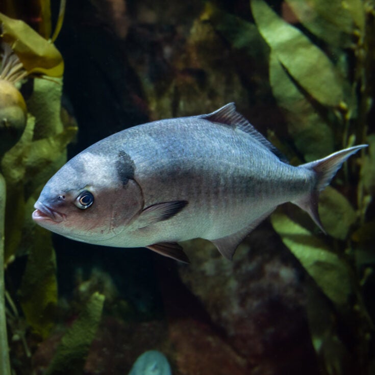 Halfmoon - Georgia Aquarium