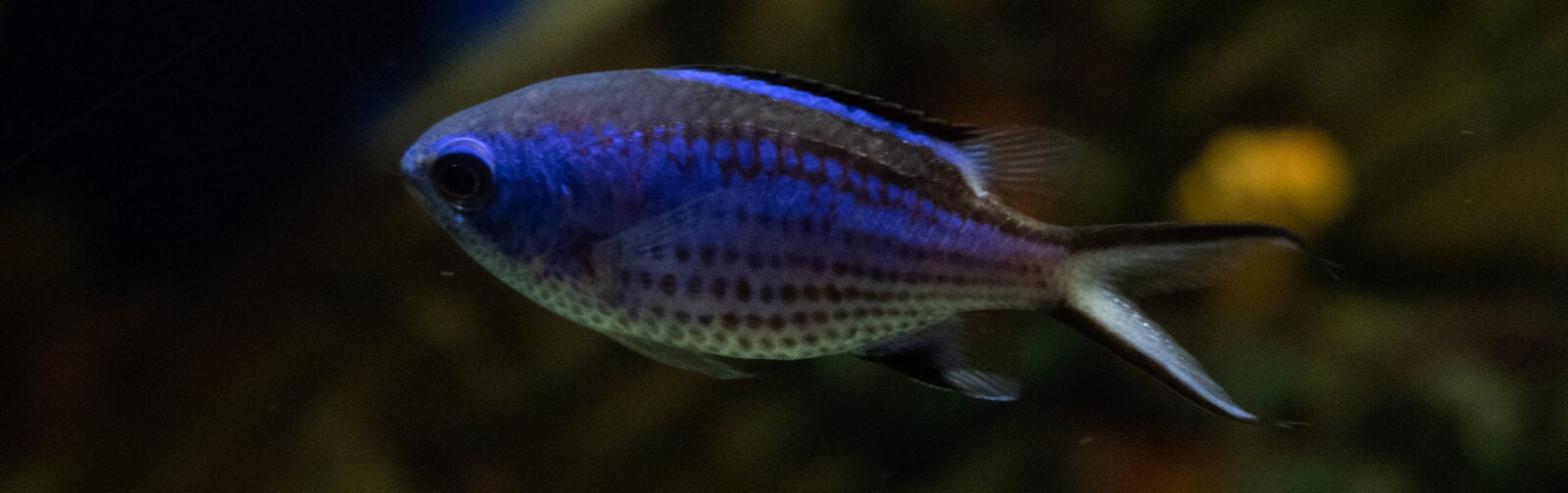 Blue Chromis - Georgia Aquarium