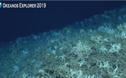 Ocean Voyager Webcam | Georgia Aquarium