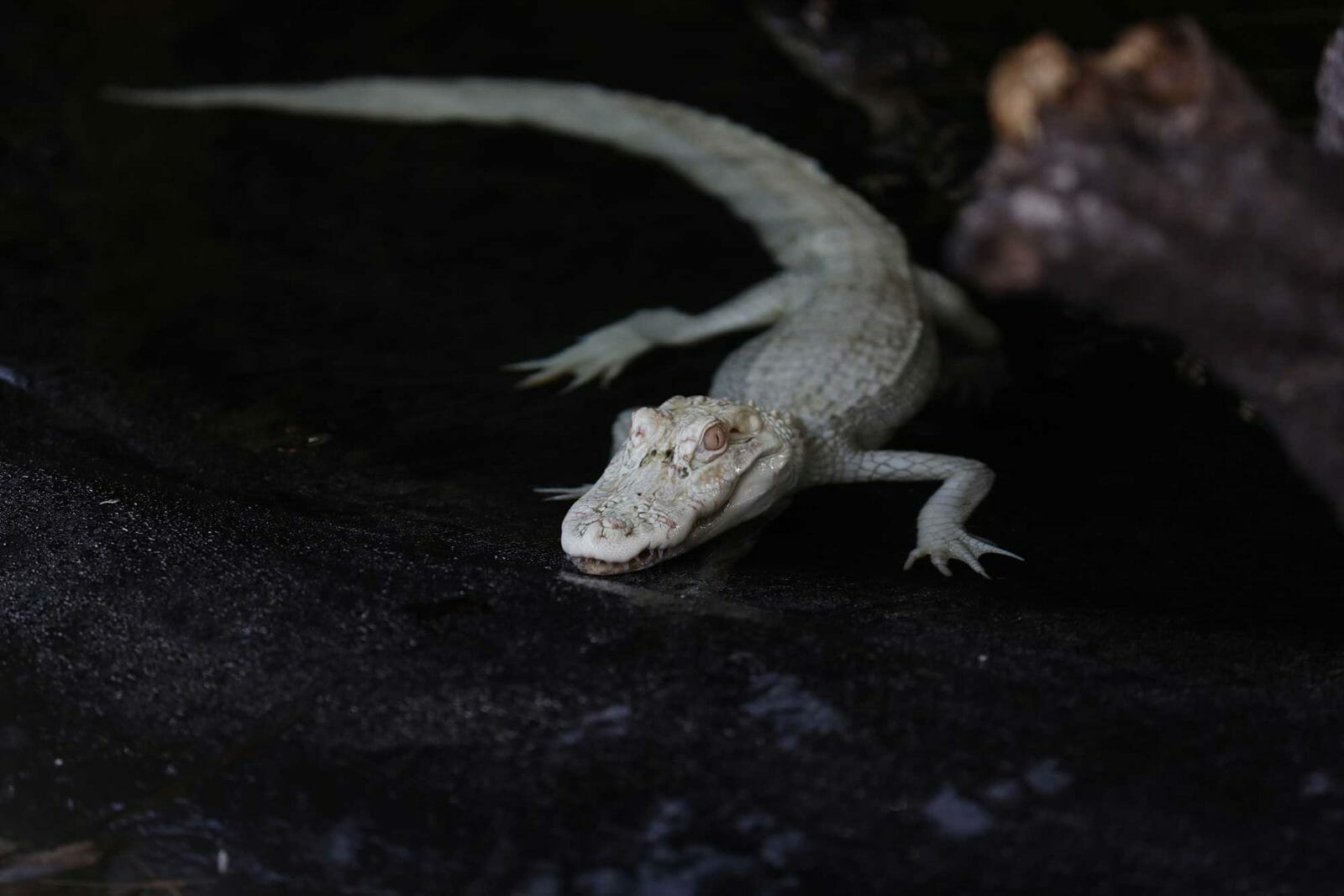 American Alligators are at Georgia Aquarium's new glass-bottom exhibit.