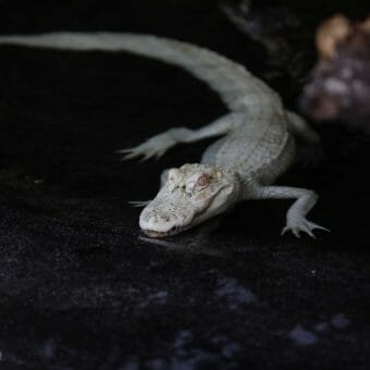 American Alligators are at Georgia Aquarium's new glass-bottom exhibit.