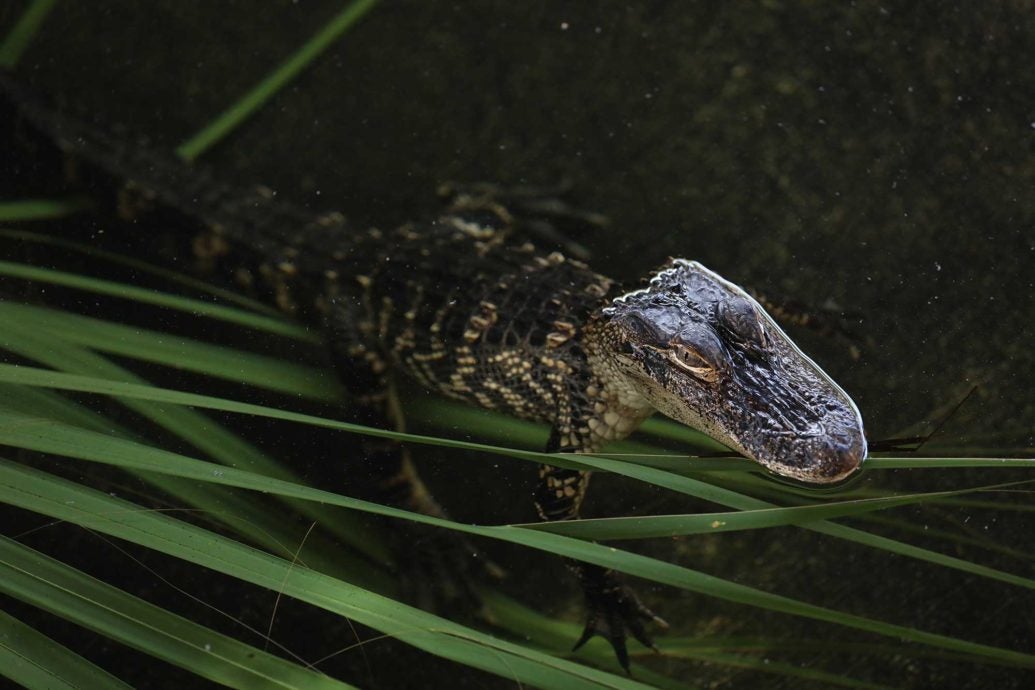 American Alligators are at Georgia Aquarium's new glass-bottom exhibit.