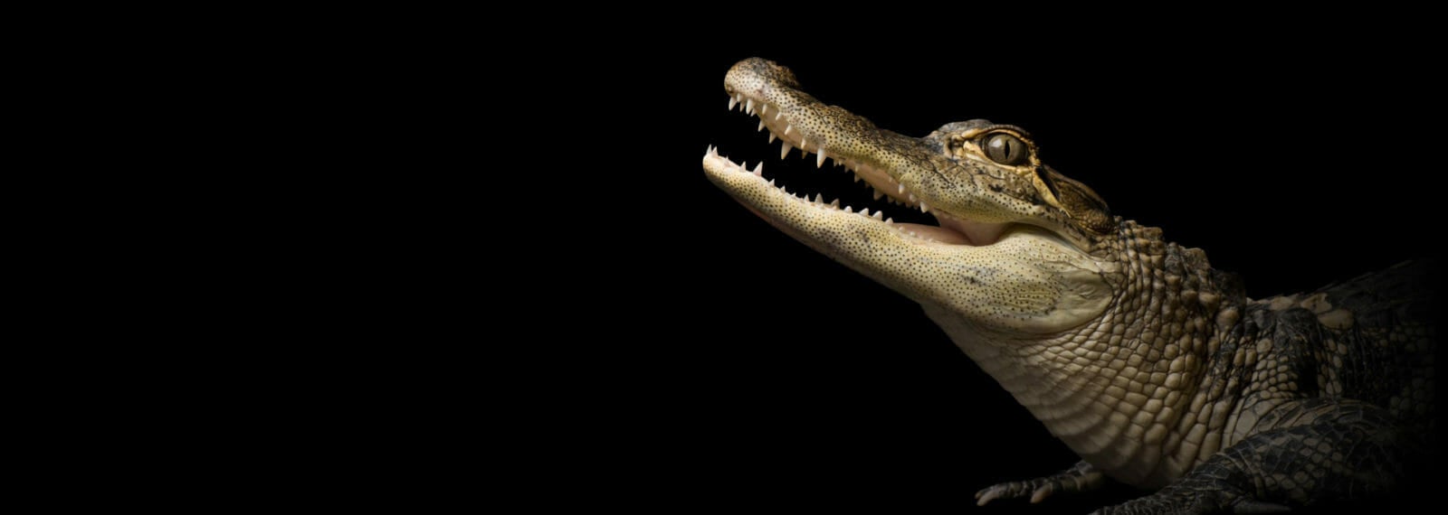 American Alligators are at Georgia Aquarium's new glass-bottom exhibit.