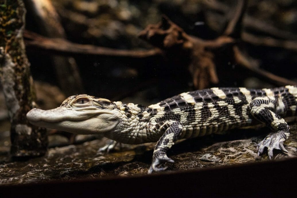 American Alligators are at Georgia Aquarium's new glass-bottom exhibit.