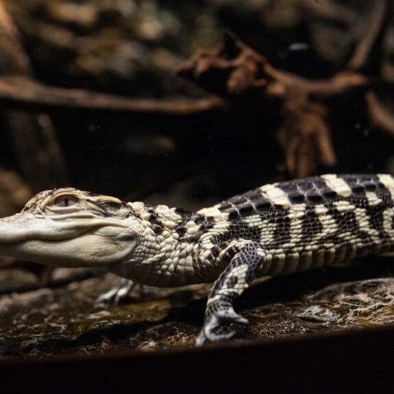 American Alligators are at Georgia Aquarium's new glass-bottom exhibit.