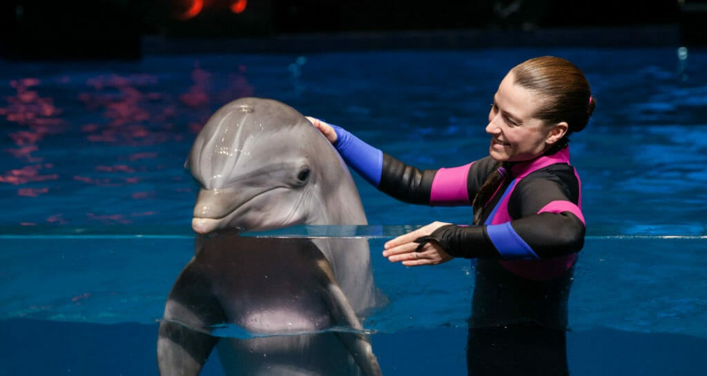 Own Your Dolphin Seat - Support Georgia Aquarium Education Programs