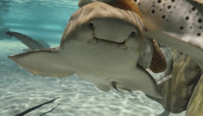 Shark and Ray Interaction | Georgia Aquarium