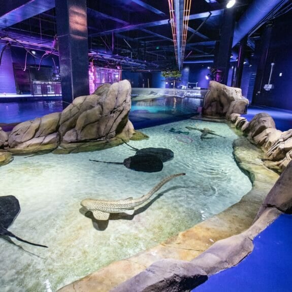 Bluegill - Georgia Aquarium