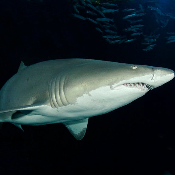 SHARKS! Predators of the Deep | Georgia Aquarium | Fear to Fascination