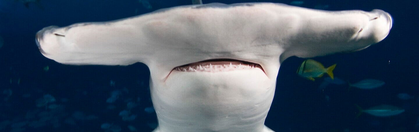 SHARKS! Predators of the Deep | Georgia Aquarium | Fear to Fascination