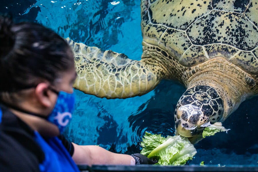 Family Field Trip Learning Resources - Georgia Aquarium