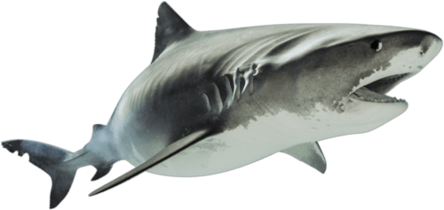 Visit Sharks! Predators of the Deep at Georgia Aquarium