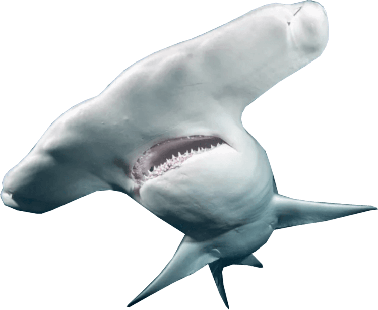 Visit Sharks! Predators of the Deep at Georgia Aquarium