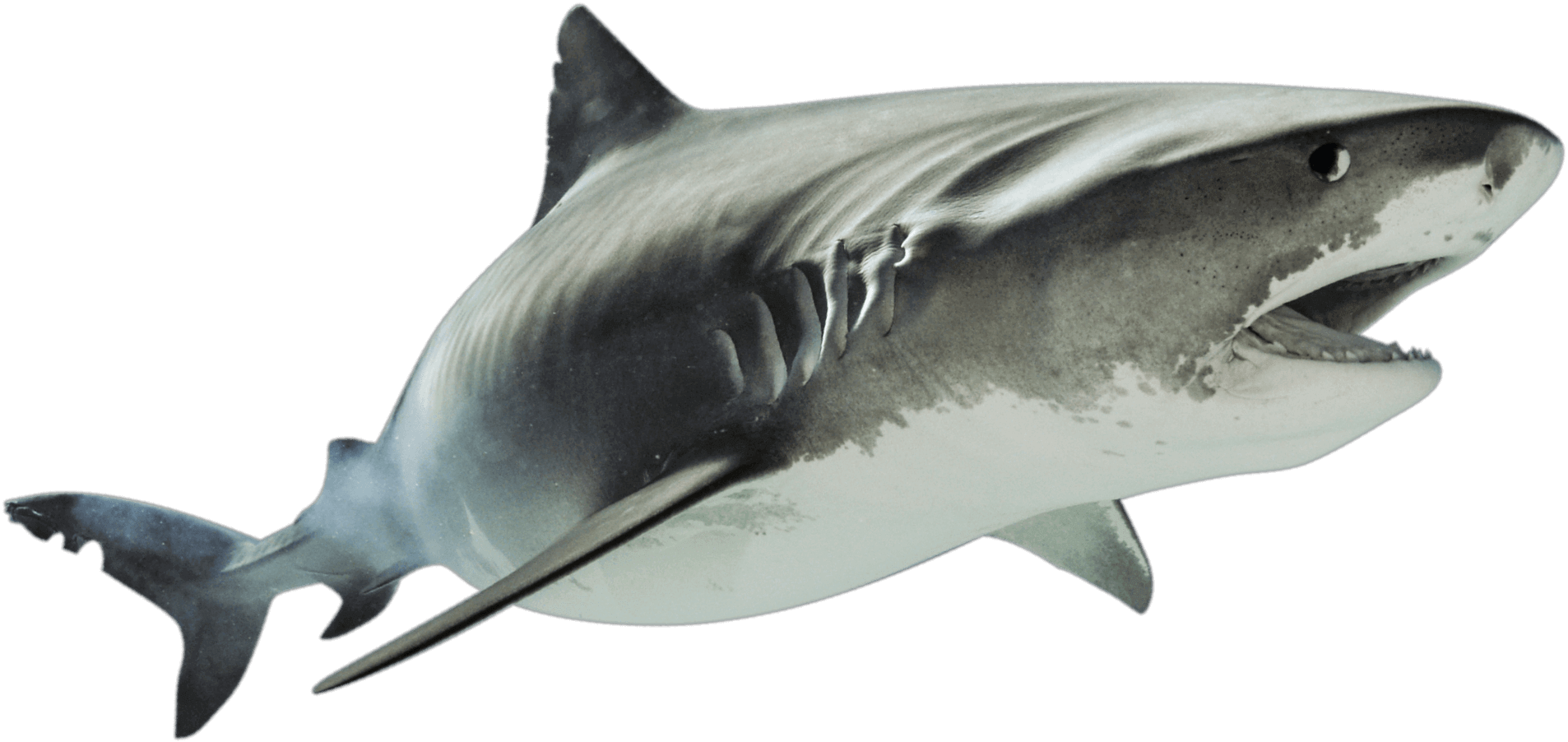 Visit Sharks! Predators of the Deep at Georgia Aquarium