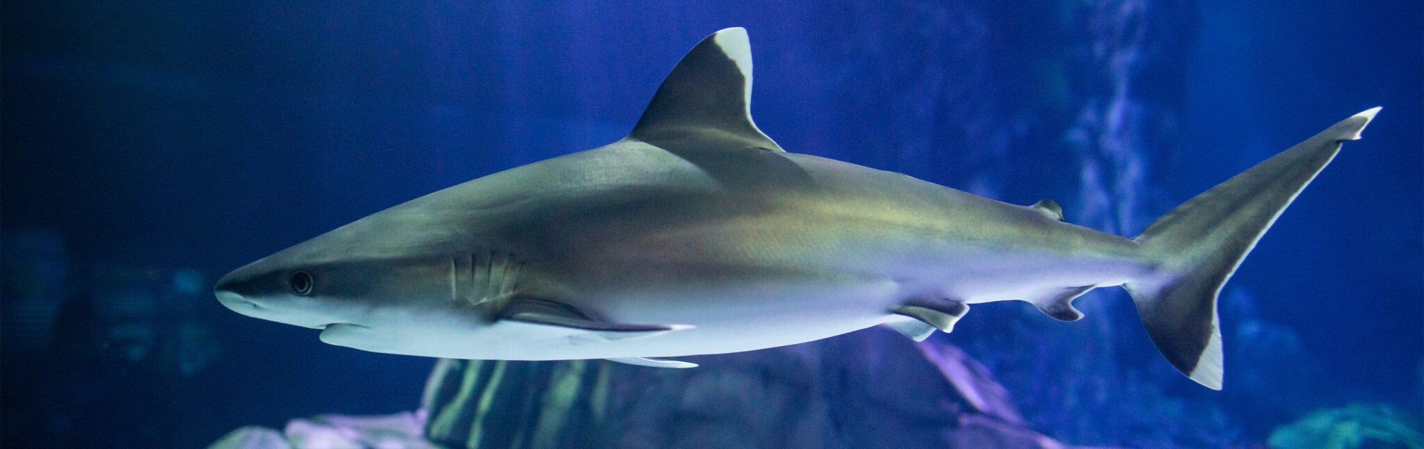 Silvertip Shark - Georgia Aquarium
