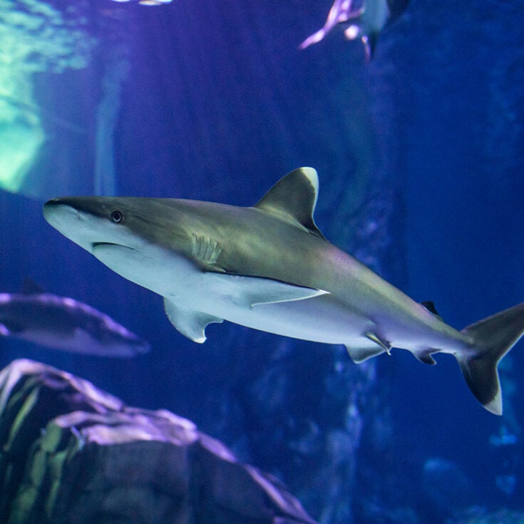 Silvertip Shark - Georgia Aquarium