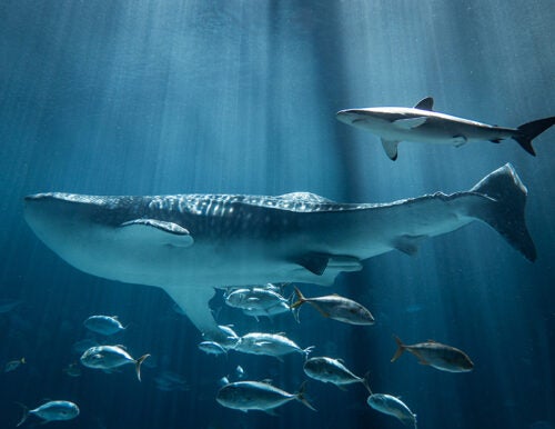 Legacy Contribution - Georgia Aquarium